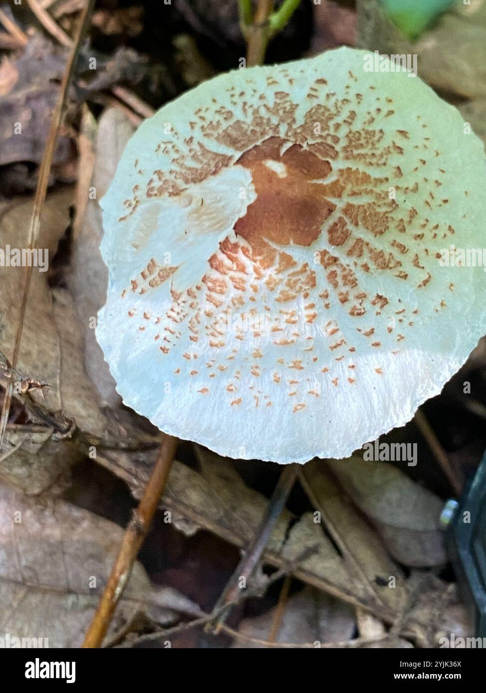 Stinking dapperling hi-res stock photography and images - Alamy