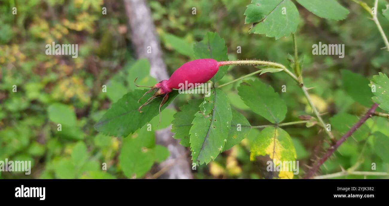Prickly Wild Rose (Rosa acicularis Stock Photo - Alamy