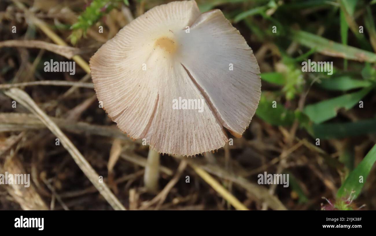 Milky conecap conocybe apala hi-res stock photography and images - Alamy