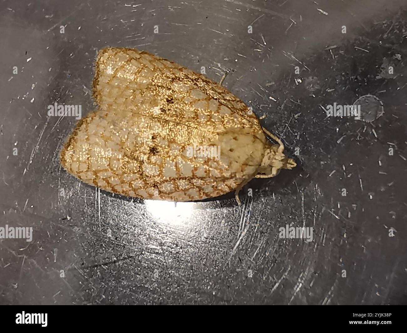 Maple Leaftier Moth (Acleris forsskaleana Stock Photo - Alamy