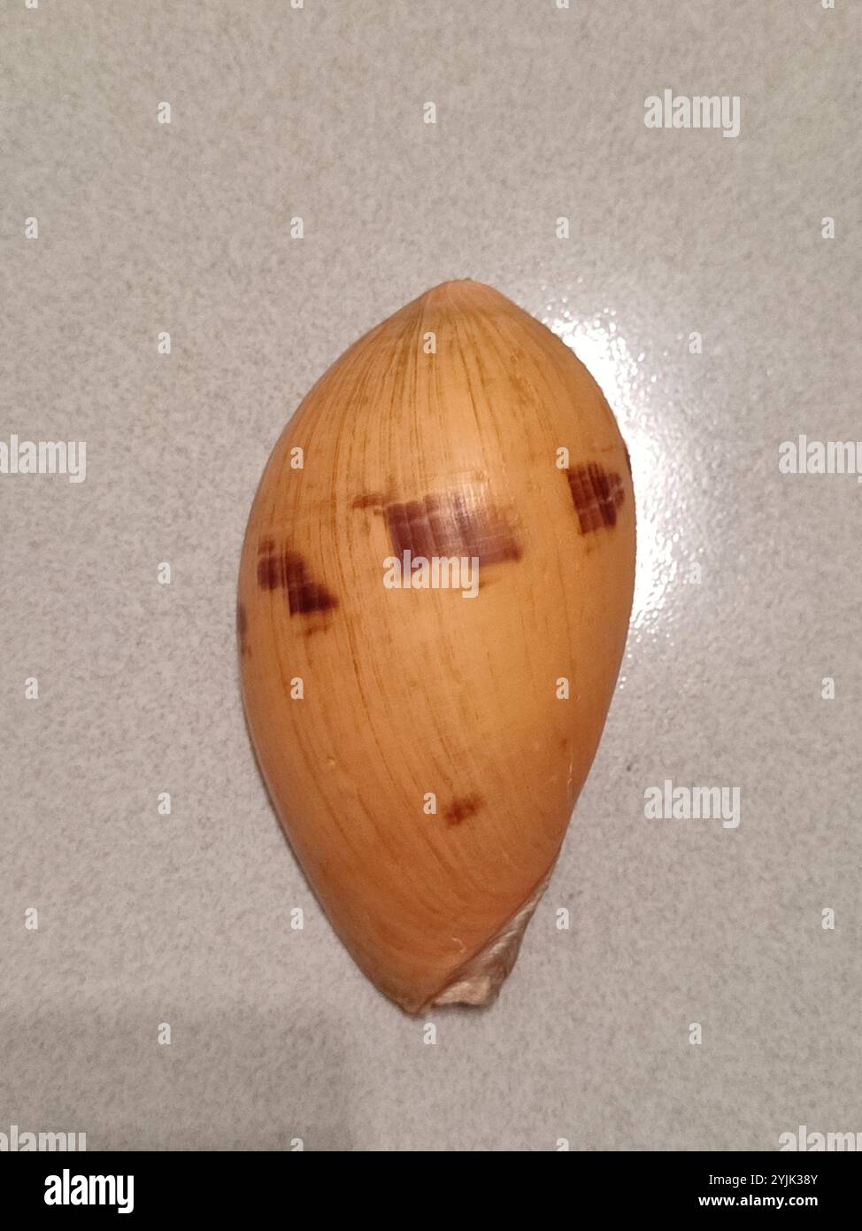 Bailer shell (Melo melo Stock Photo - Alamy