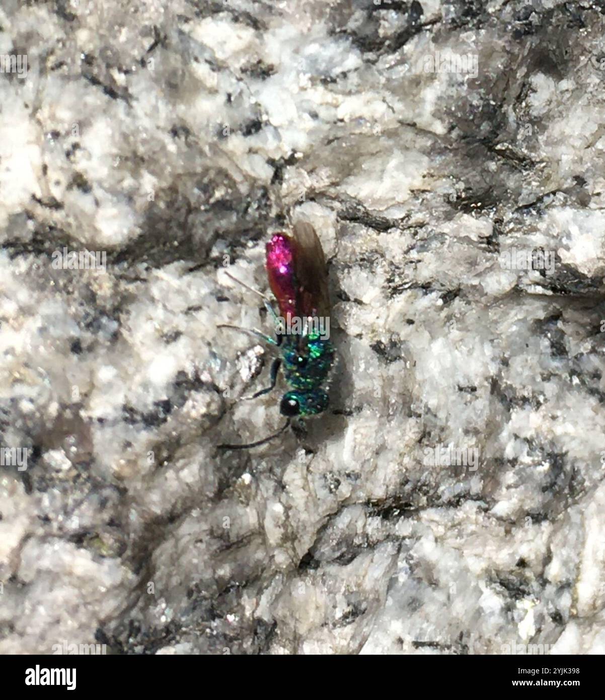 Ruby-tailed Cuckoo Wasps (Chrysis ignita Stock Photo - Alamy