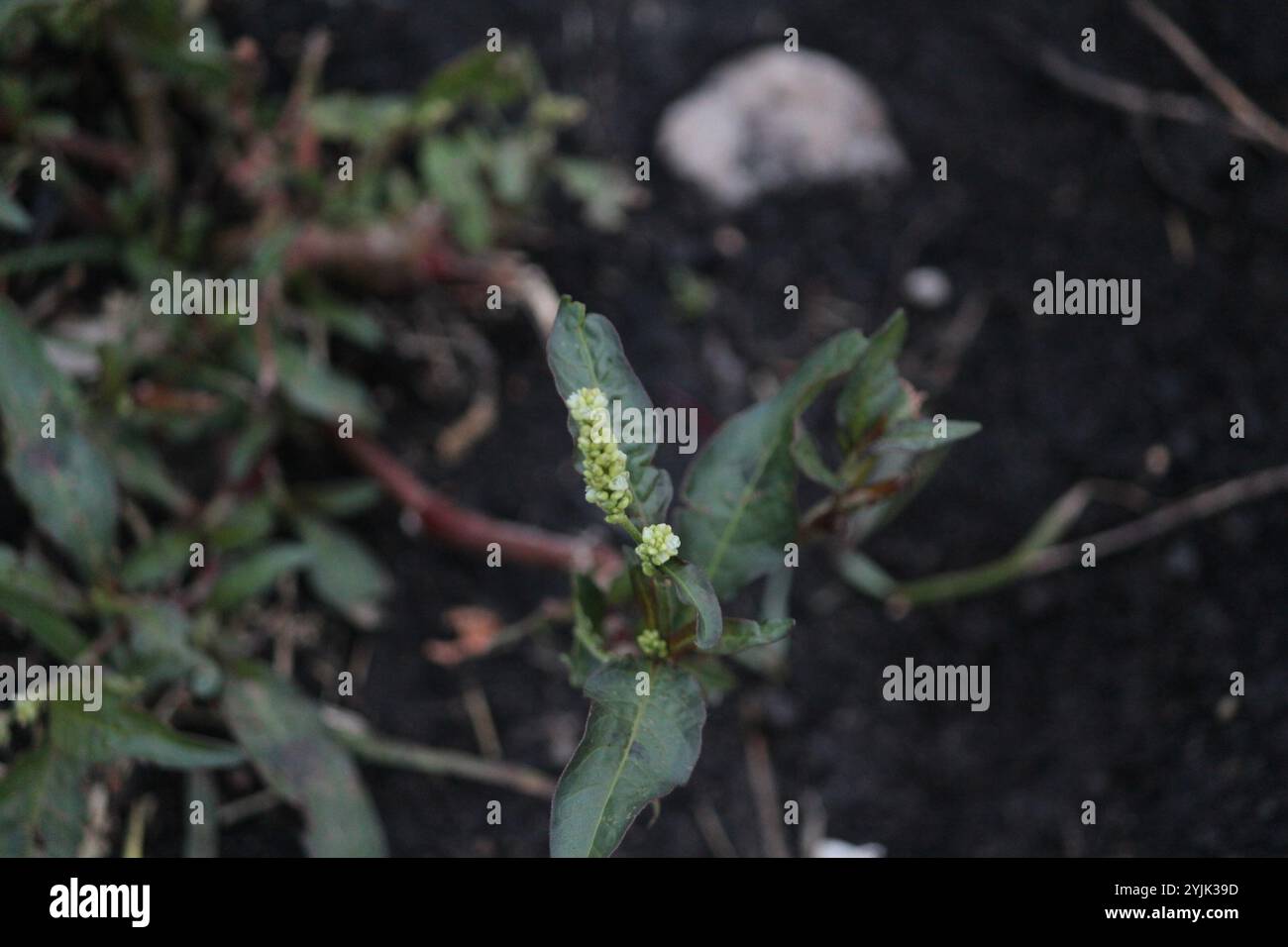 pale smartweed (Persicaria lapathifolia Stock Photo - Alamy