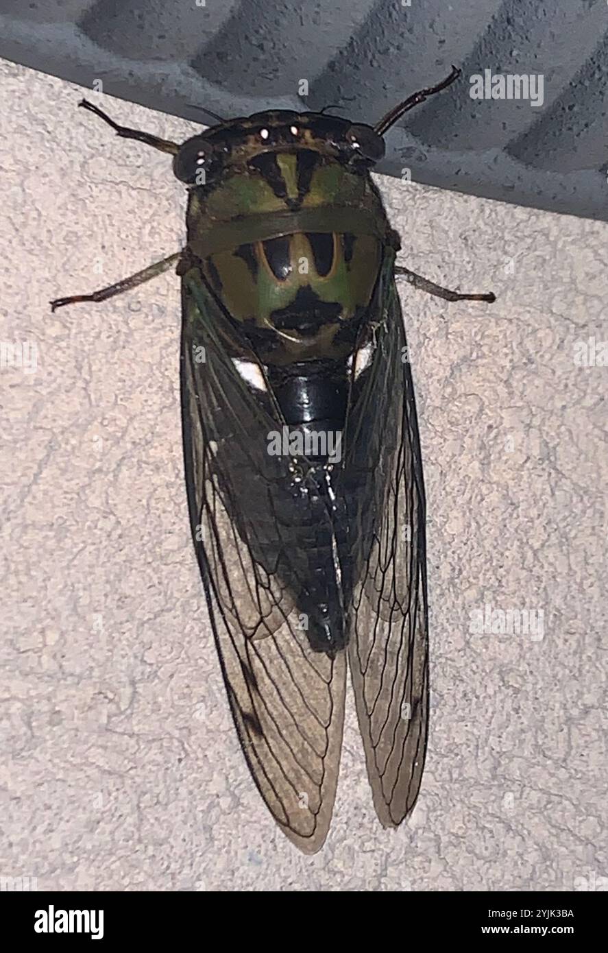 Scissor Grinder (Neotibicen pruinosus Stock Photo - Alamy