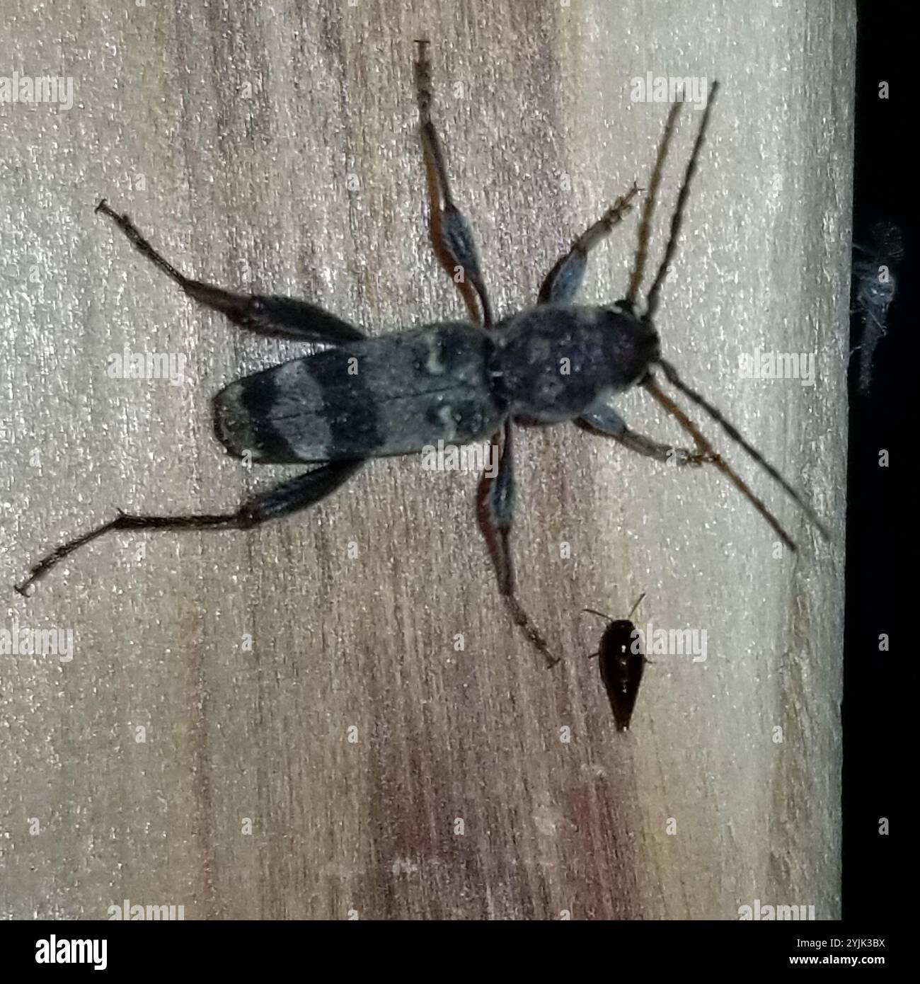 Rustic Borer (Xylotrechus colonus Stock Photo - Alamy