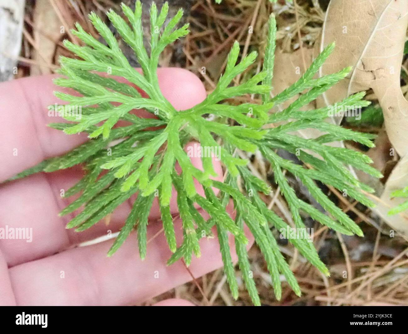 fan clubmoss (Diphasiastrum digitatum Stock Photo - Alamy