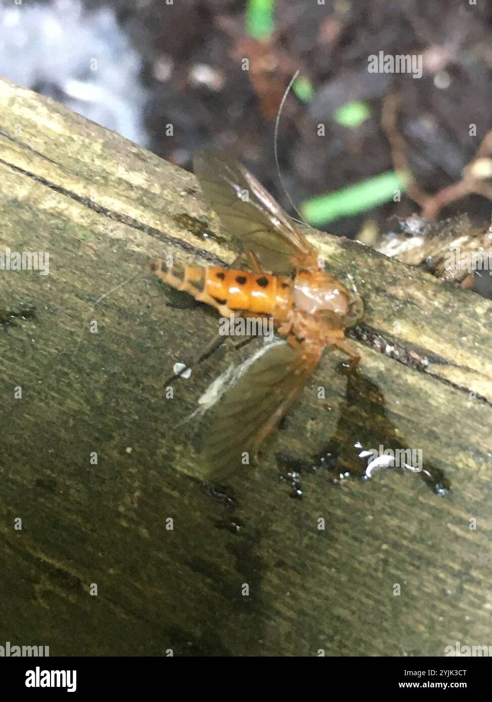 Rhagio tringarius hi-res stock photography and images - Alamy