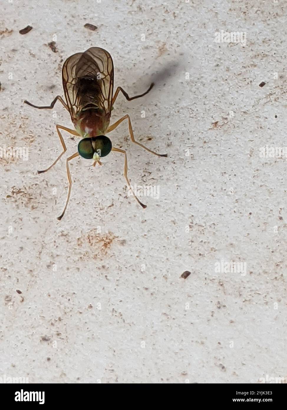 Compost Fly (Ptecticus trivittatus Stock Photo - Alamy