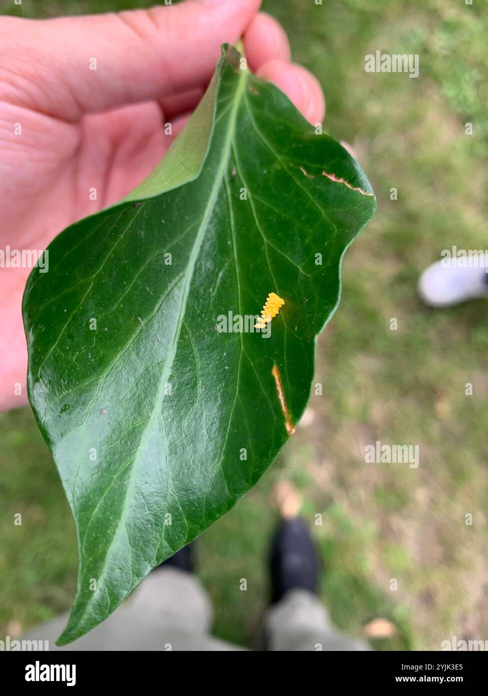 Cucujiform Beetles (Cucujiformia Stock Photo - Alamy