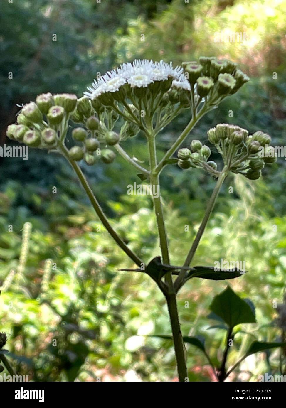 Crofton Weed (Ageratina adenophora Stock Photo - Alamy