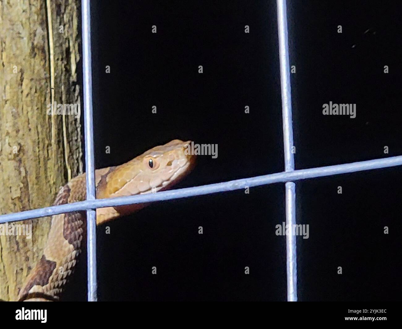 Eastern Copperhead (Agkistrodon contortrix Stock Photo - Alamy