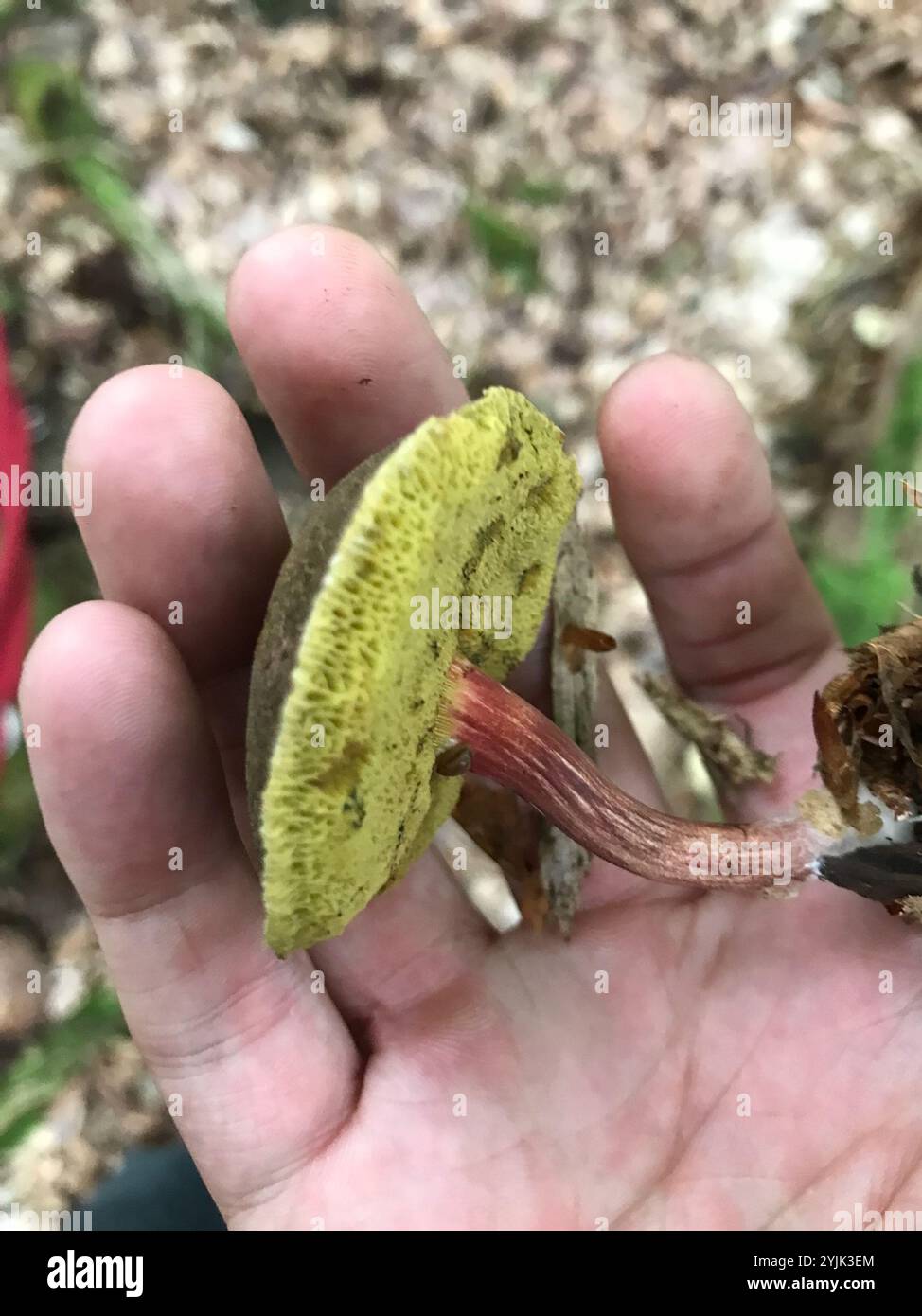 Red-cracking Bolete (Xerocomellus chrysenteron Stock Photo - Alamy