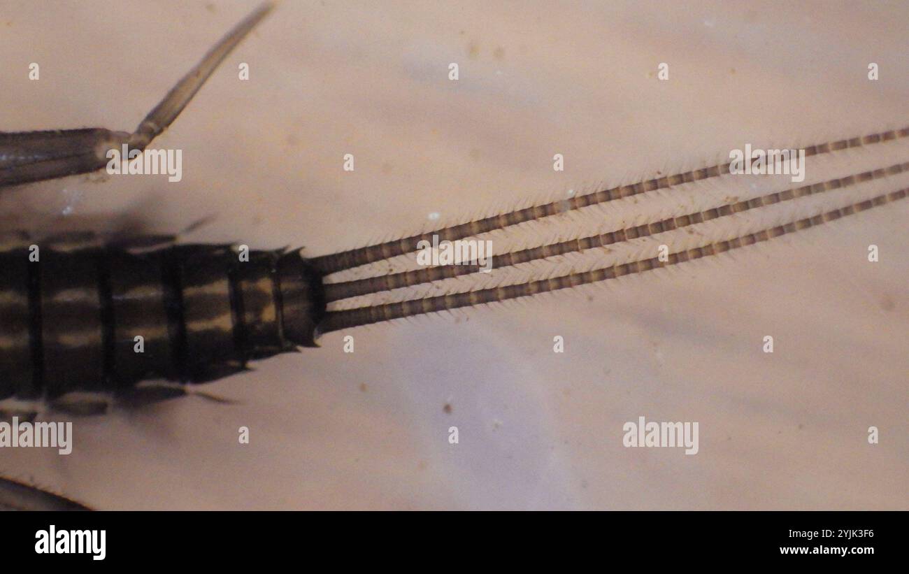 Orange Cahill (Stenacron interpunctatum Stock Photo - Alamy