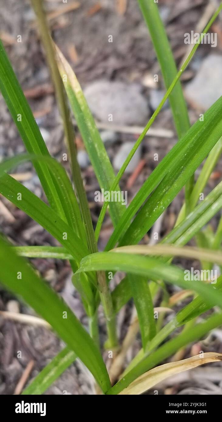 oval sedge (Carex leporina Stock Photo - Alamy