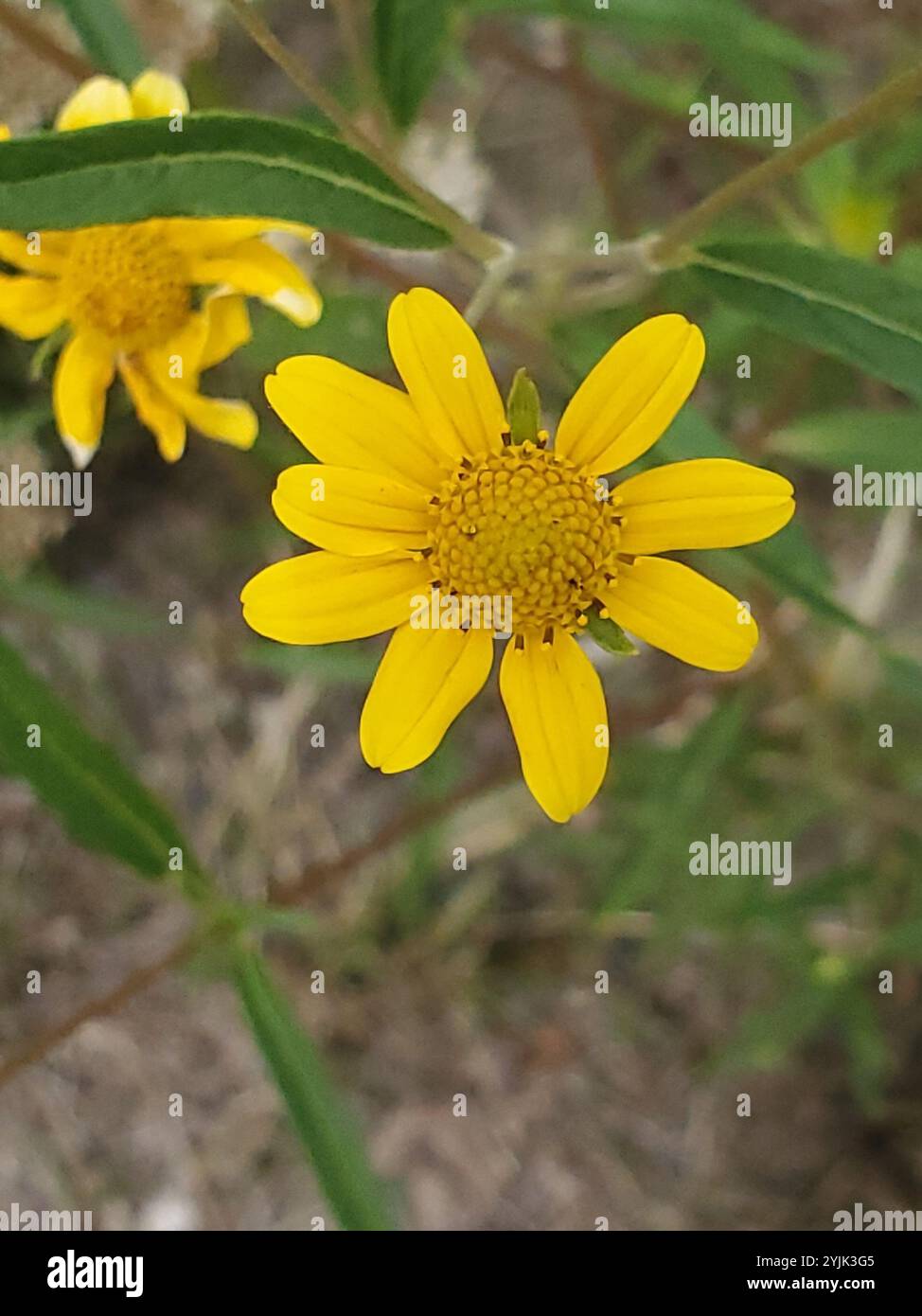 Showy goldeneye hi-res stock photography and images - Alamy
