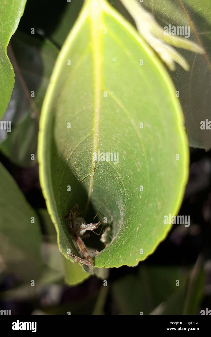 Heza hi-res stock photography and images - Alamy