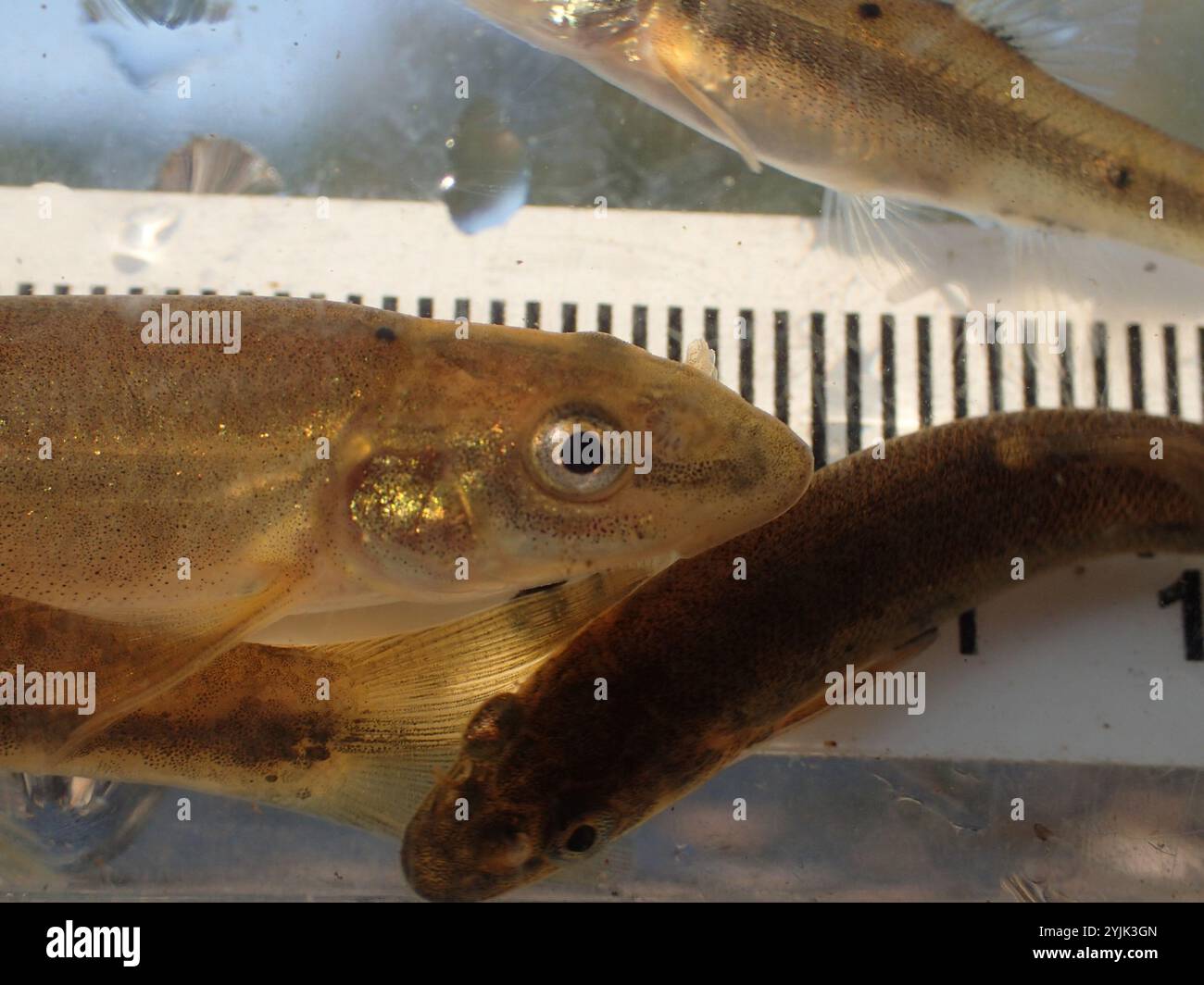 Cataractae hi-res stock photography and images - Alamy