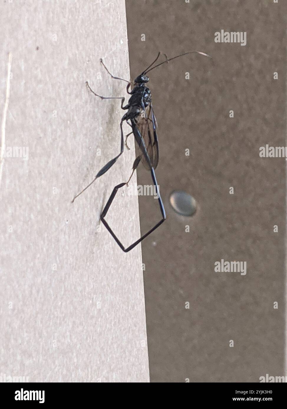 American Pelecinid Wasp (Pelecinus polyturator Stock Photo - Alamy