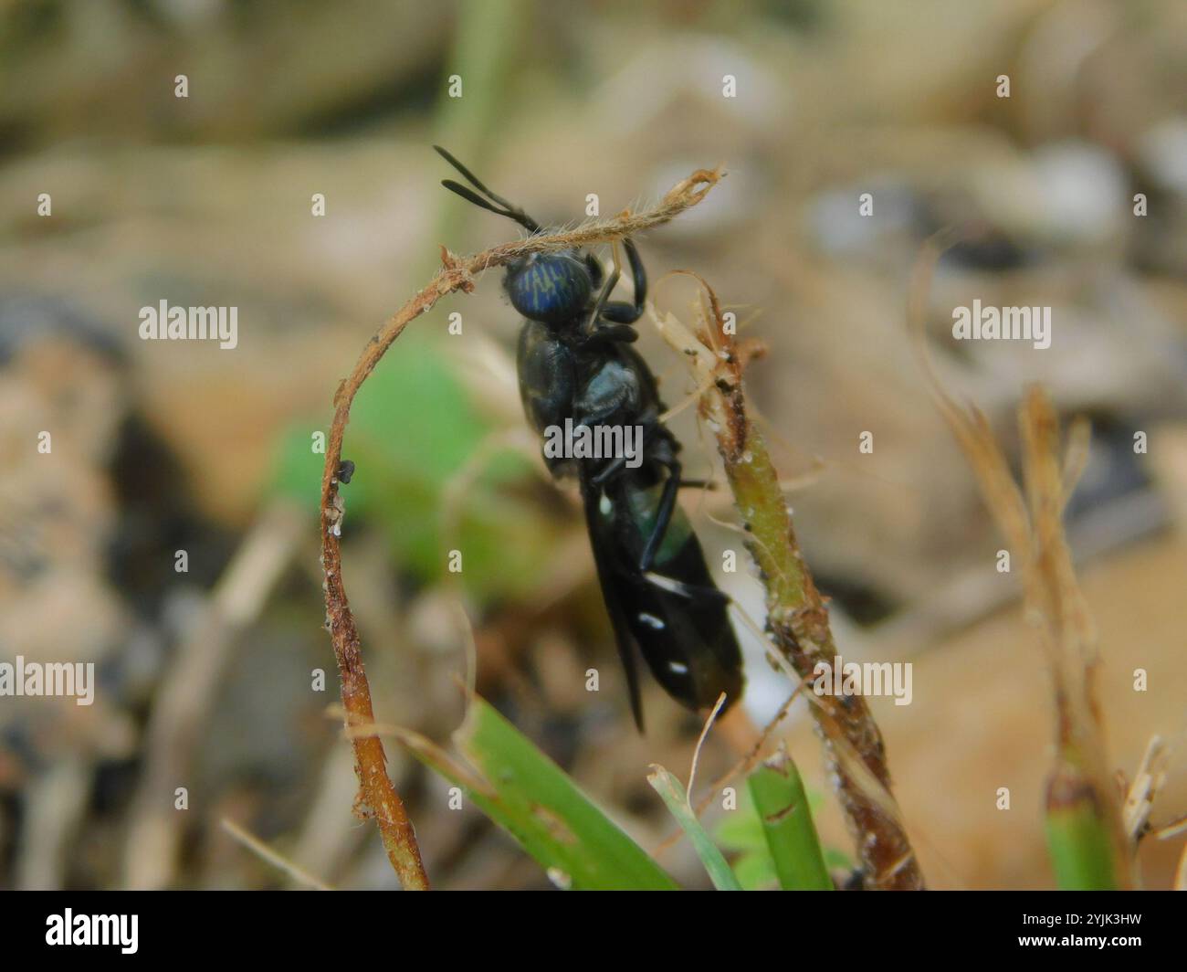 Black Soldier Fly (Hermetia illucens Stock Photo - Alamy