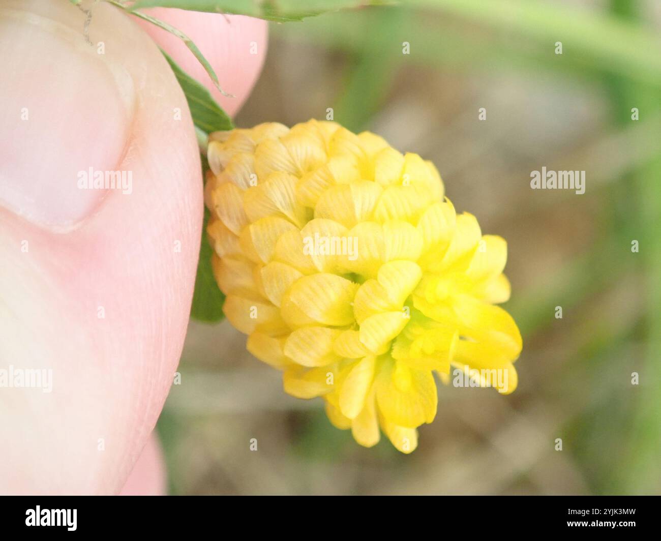 Trifolium aureum hi-res stock photography and images - Alamy