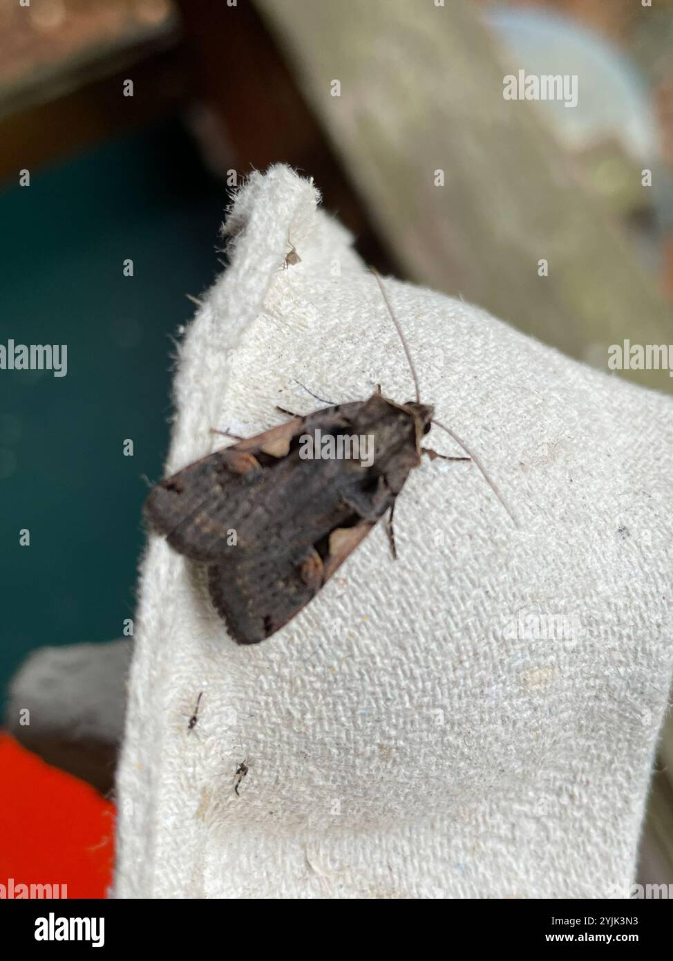 Setaceous Hebrew Character (Xestia c-nigrum Stock Photo - Alamy