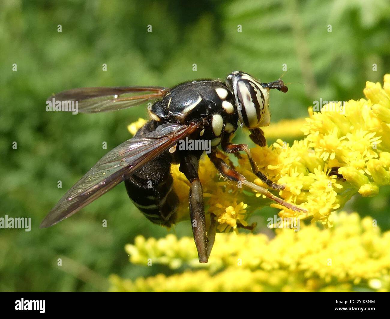 Bald-faced Hornet Fly (Spilomyia fusca Stock Photo - Alamy