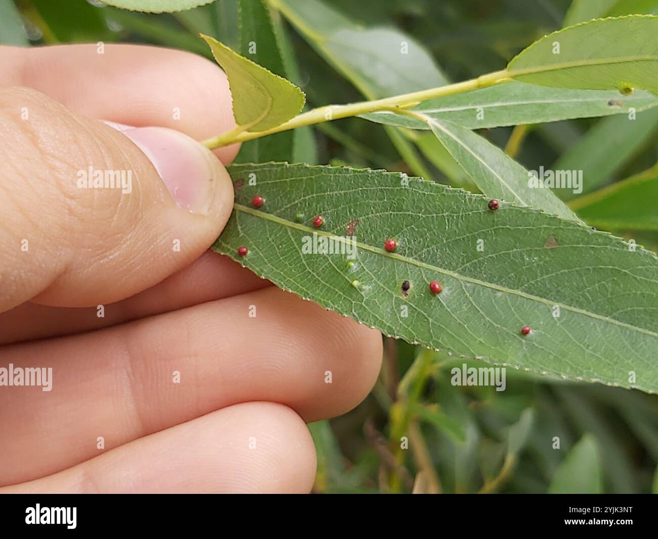 Aculus tetanothrix hi-res stock photography and images - Alamy