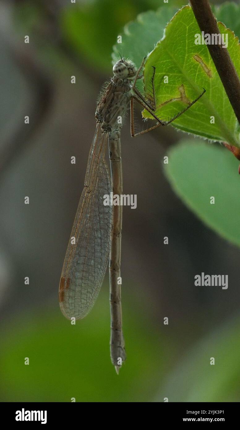 Siberian Winter Damsel (Sympecma paedisca Stock Photo - Alamy