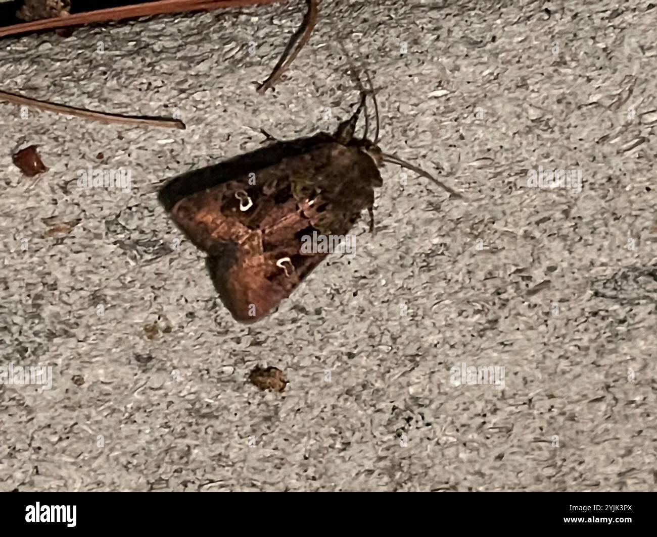 Signate Quaker (Tricholita signata Stock Photo - Alamy