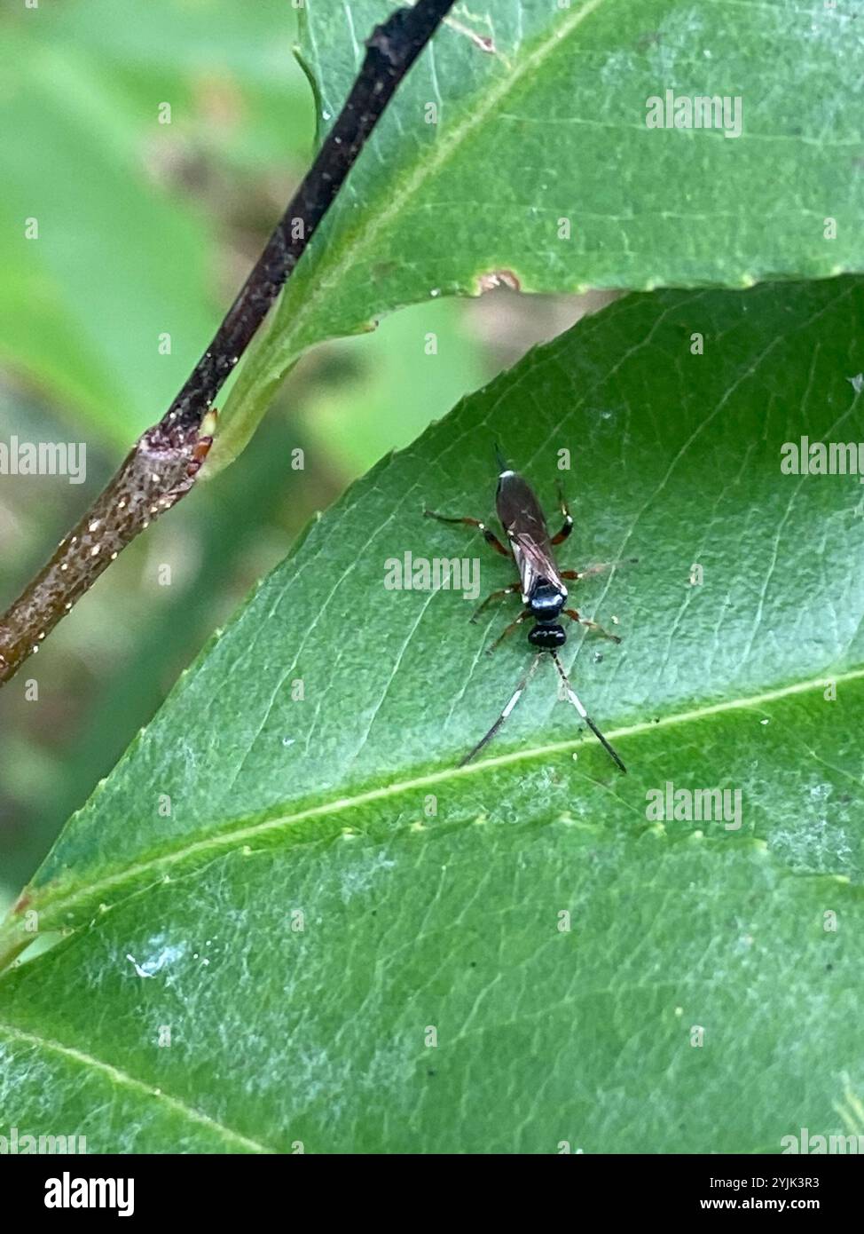 Common Hover Fly Parasitoid Wasp (Diplazon laetatorius Stock Photo - Alamy