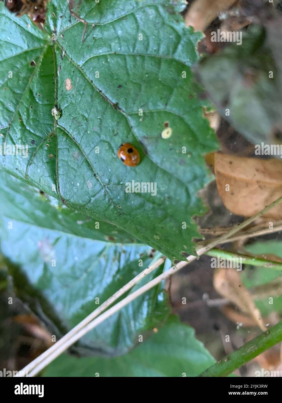 Two-spotted Lady Beetle (Adalia bipunctata Stock Photo - Alamy