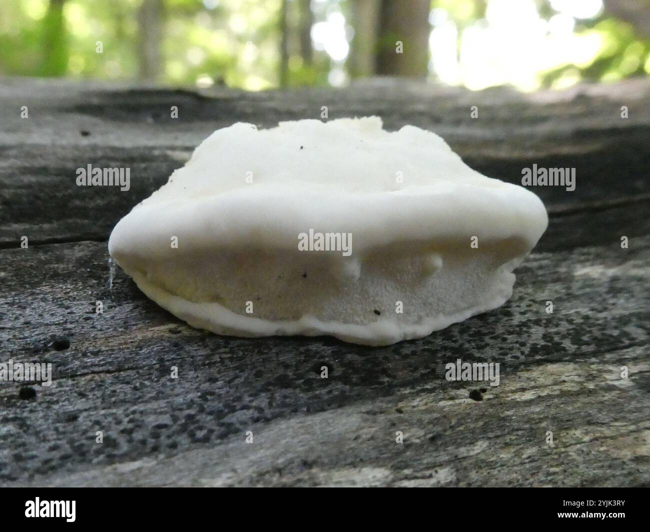 White cheese polypore tyromyces chioneus hi-res stock photography and ...