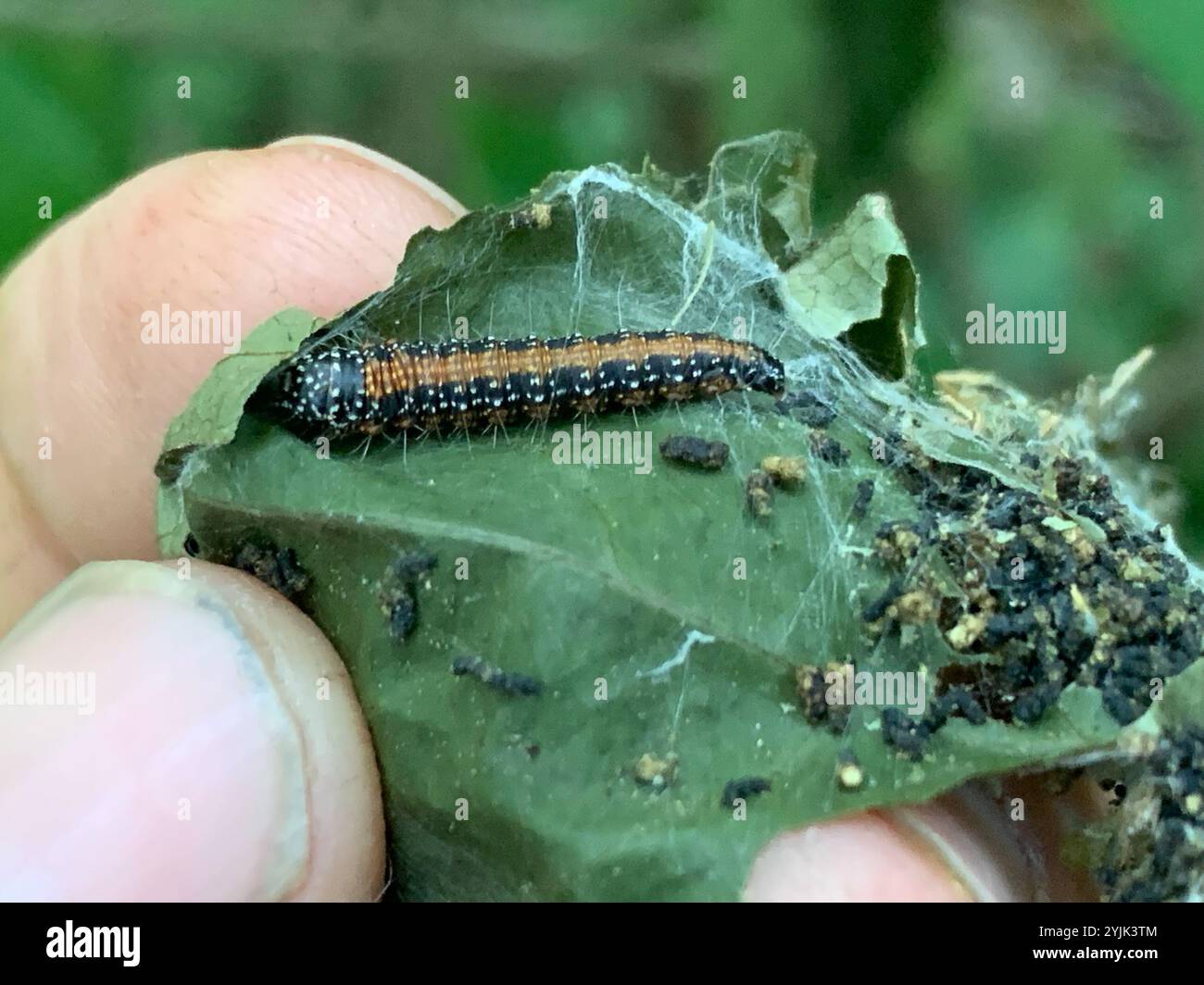 Pawpaw Webworm Moth (Omphalocera munroei Stock Photo - Alamy