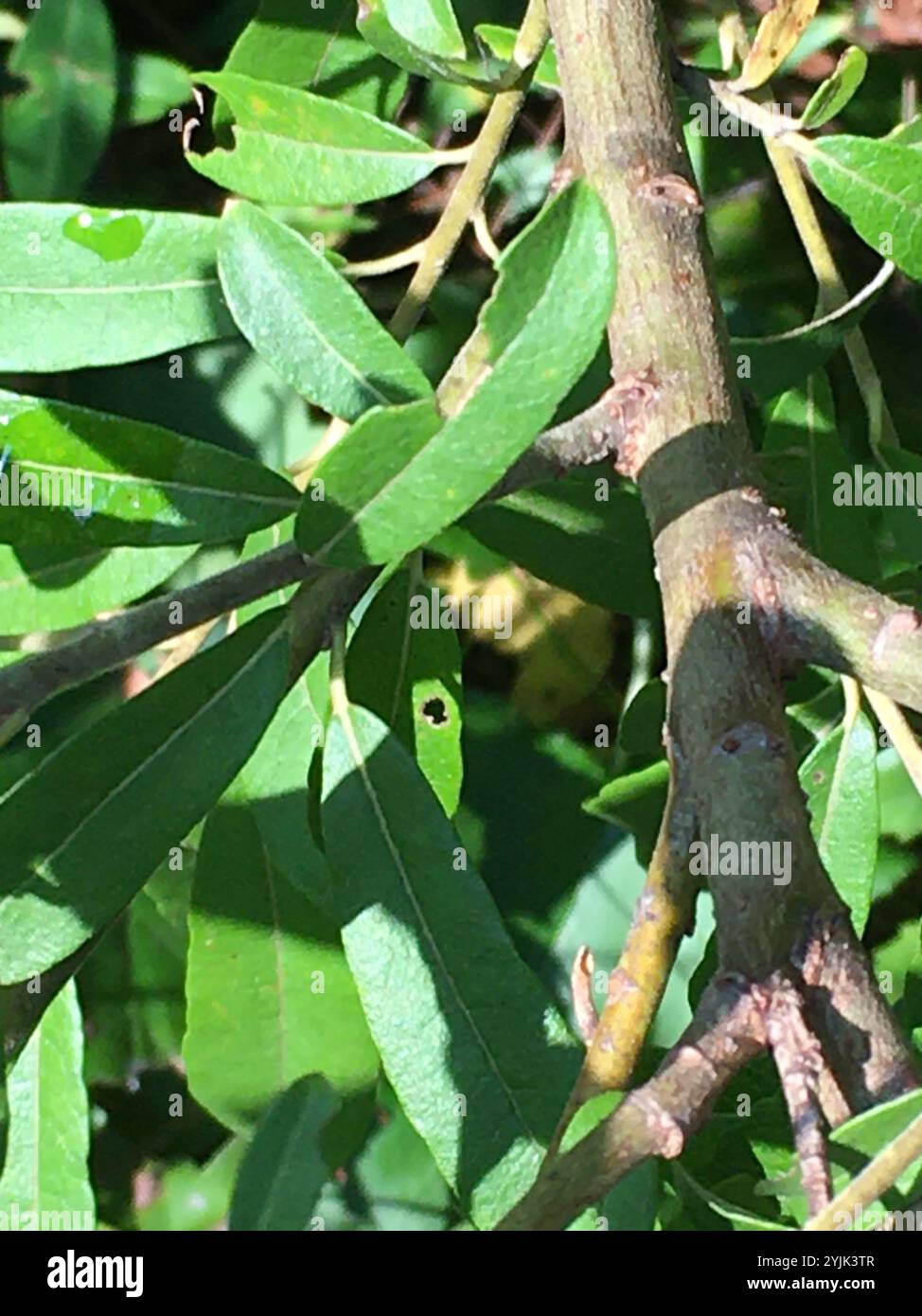 Prairie Willow (Salix humilis Stock Photo - Alamy