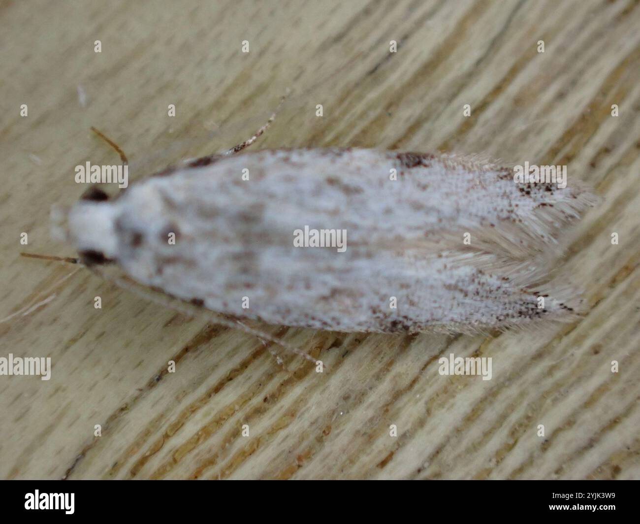 White-shouldered House Moth (Endrosis sarcitrella Stock Photo - Alamy