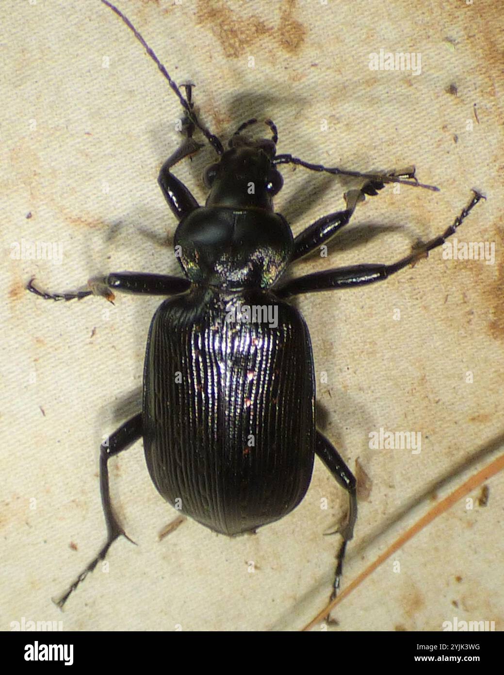 Black Caterpillar Hunter (Calosoma sayi Stock Photo - Alamy