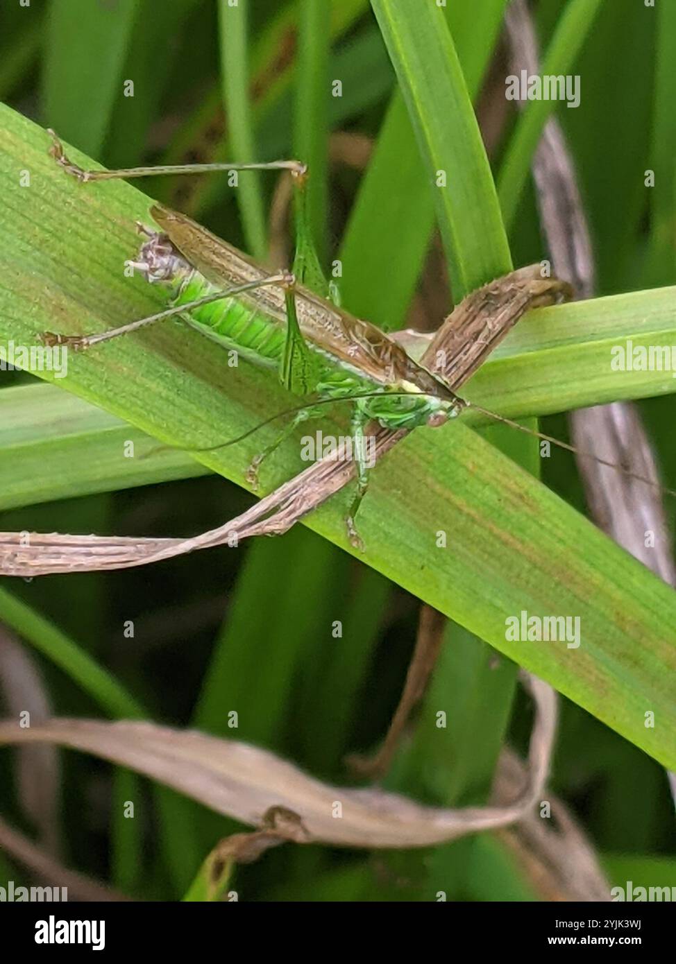 Long-winged Conehead (Conocephalus fuscus Stock Photo - Alamy