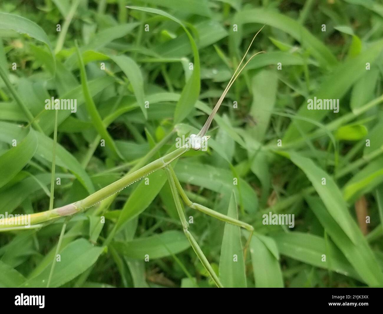 Northern Grass Mantis (Brunneria borealis Stock Photo - Alamy