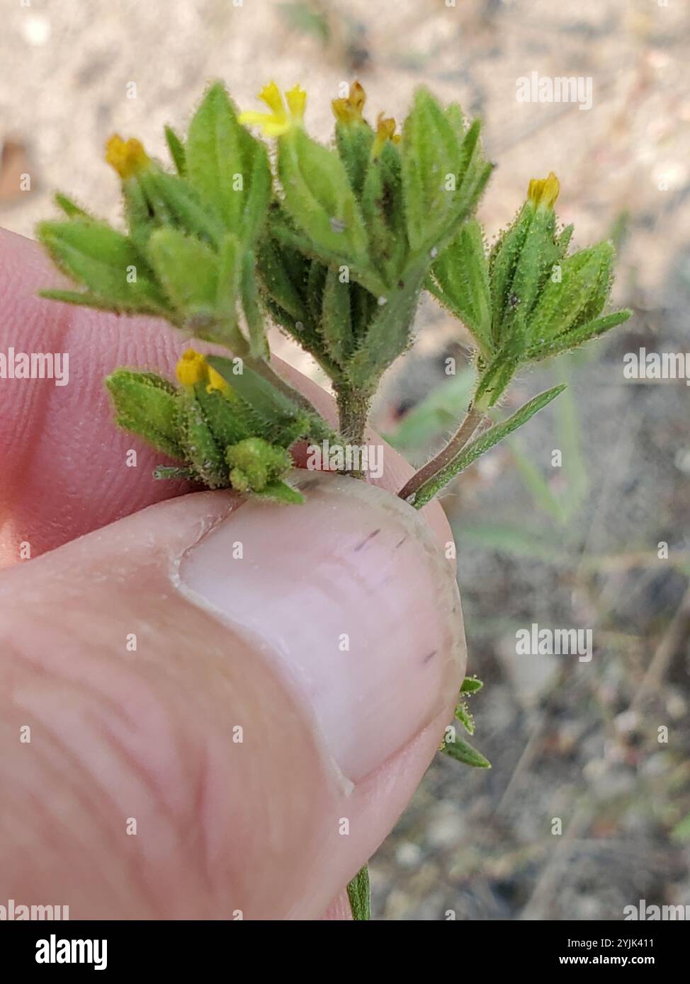 mountain tarweed (Madia glomerata Stock Photo - Alamy