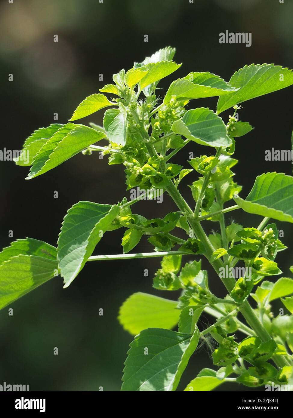 Indian Acalypha (Acalypha indica Stock Photo - Alamy