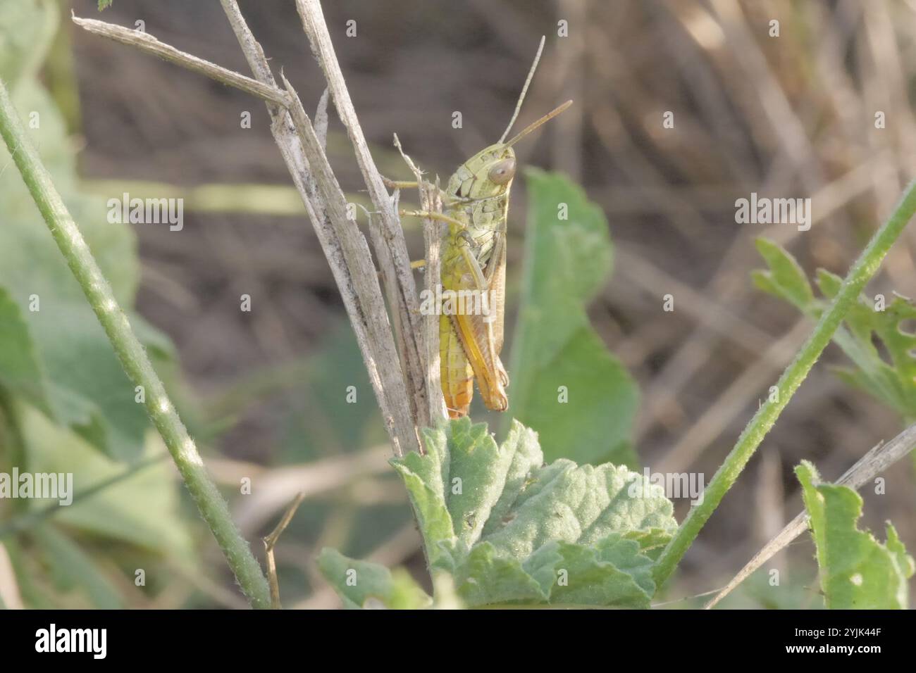 Common Straw Grasshopper (Euchorthippus declivus Stock Photo - Alamy