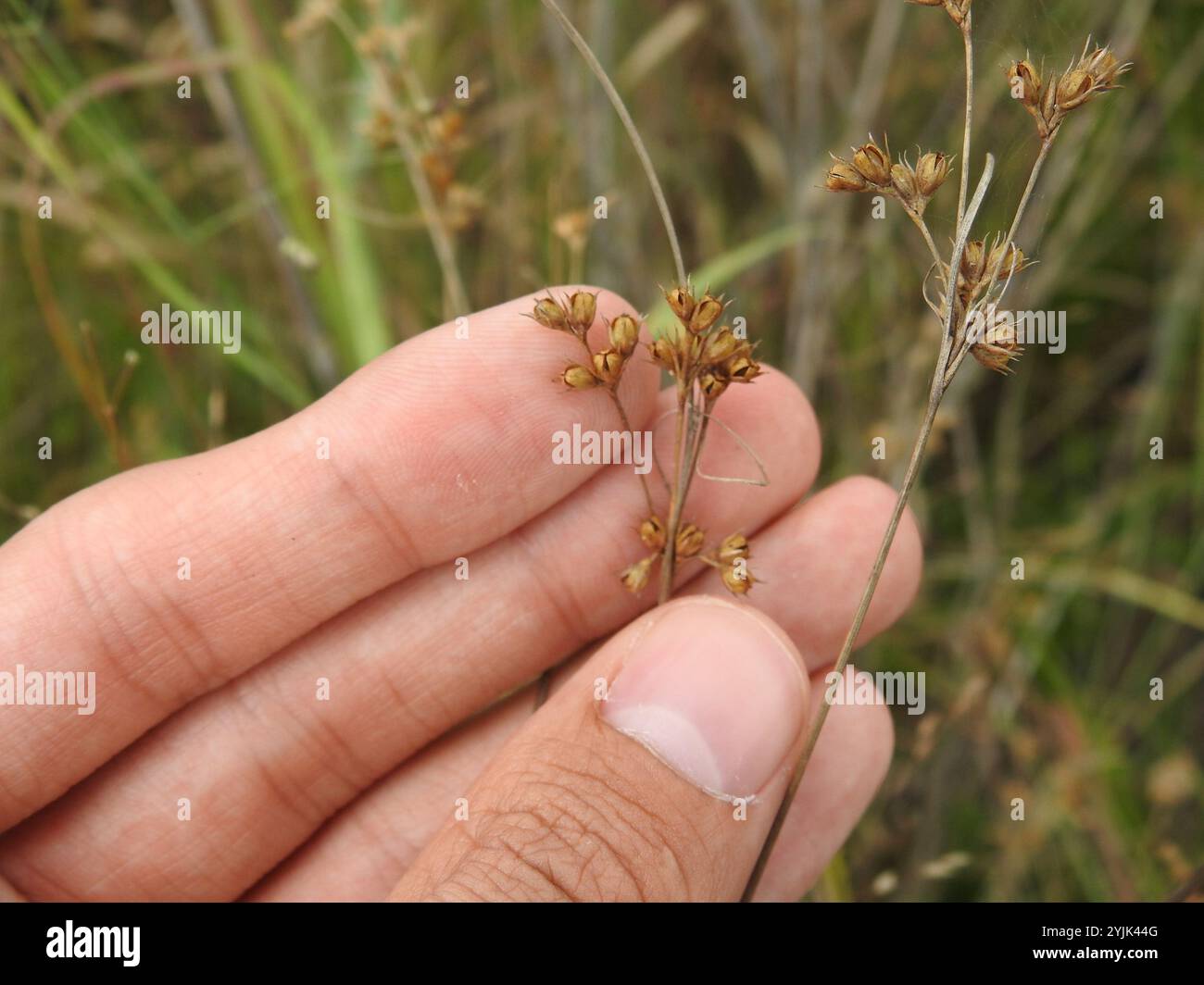 grasses, sedges, cattails, and allies (Poales Stock Photo - Alamy