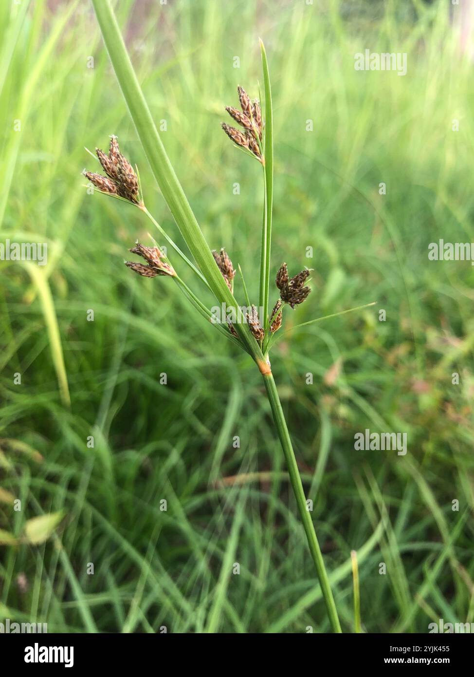 Common Fringe-rush (Fimbristylis dichotoma Stock Photo - Alamy