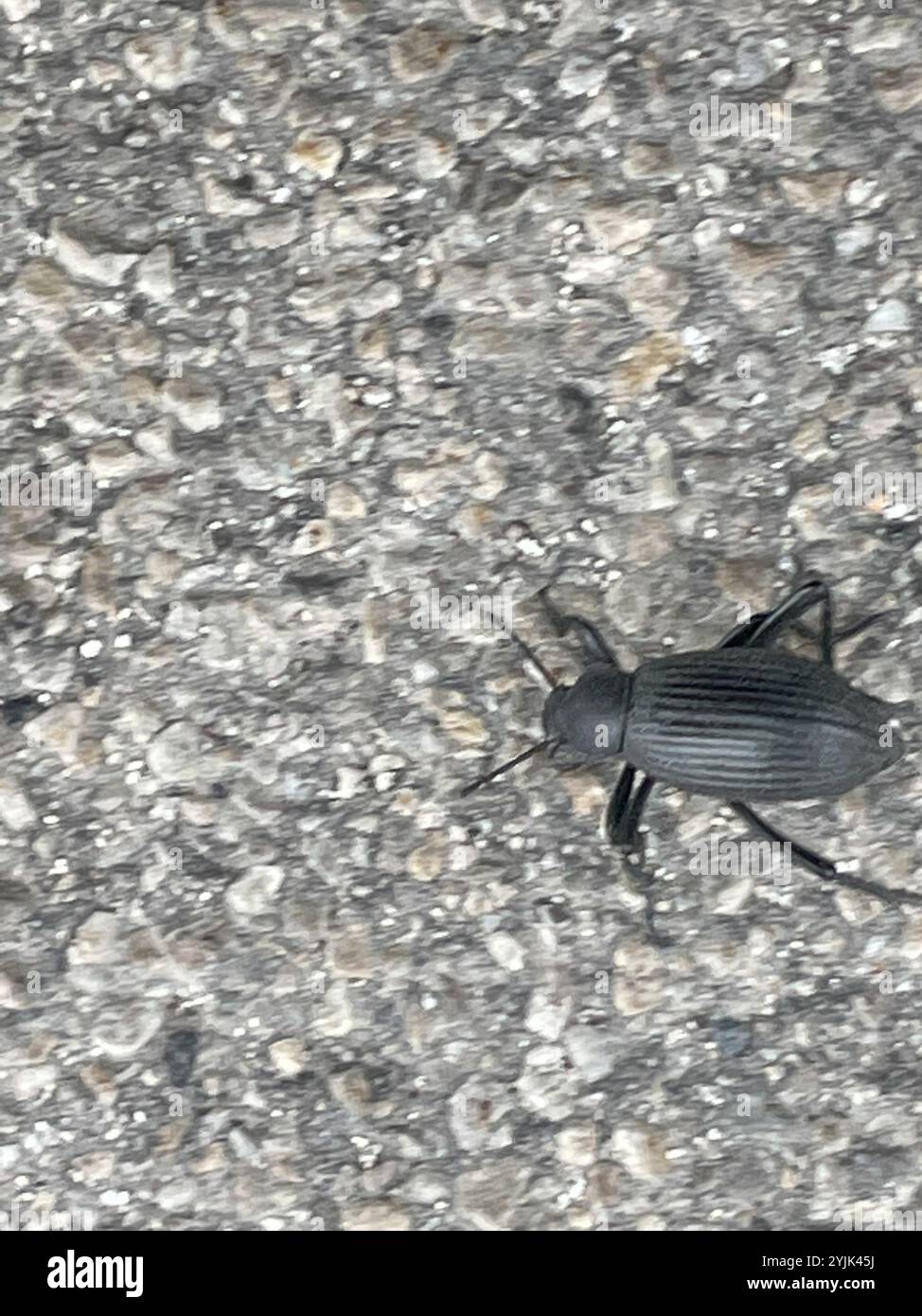 Rough lipped darkling beetle hi-res stock photography and images - Alamy