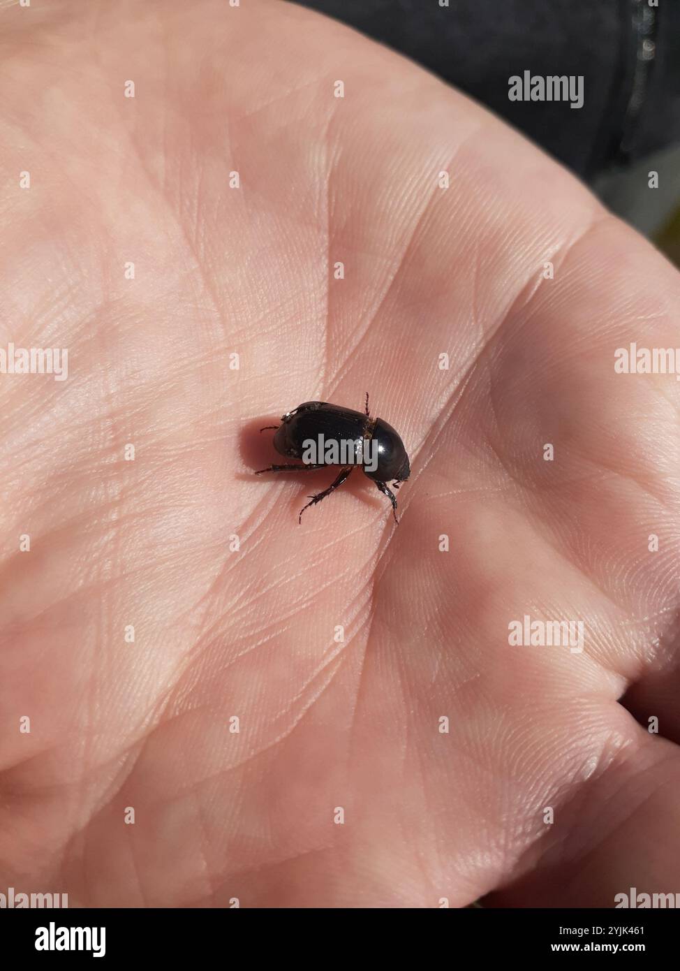 African Black Beetle (Heteronychus arator Stock Photo - Alamy