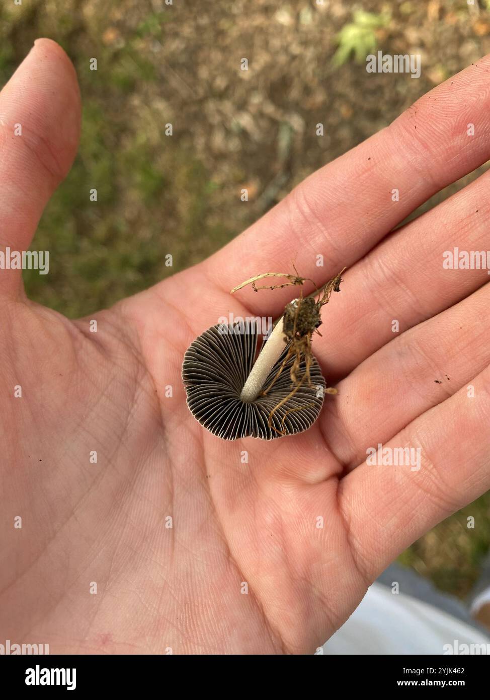Goldenhaired inkcap hi-res stock photography and images - Alamy