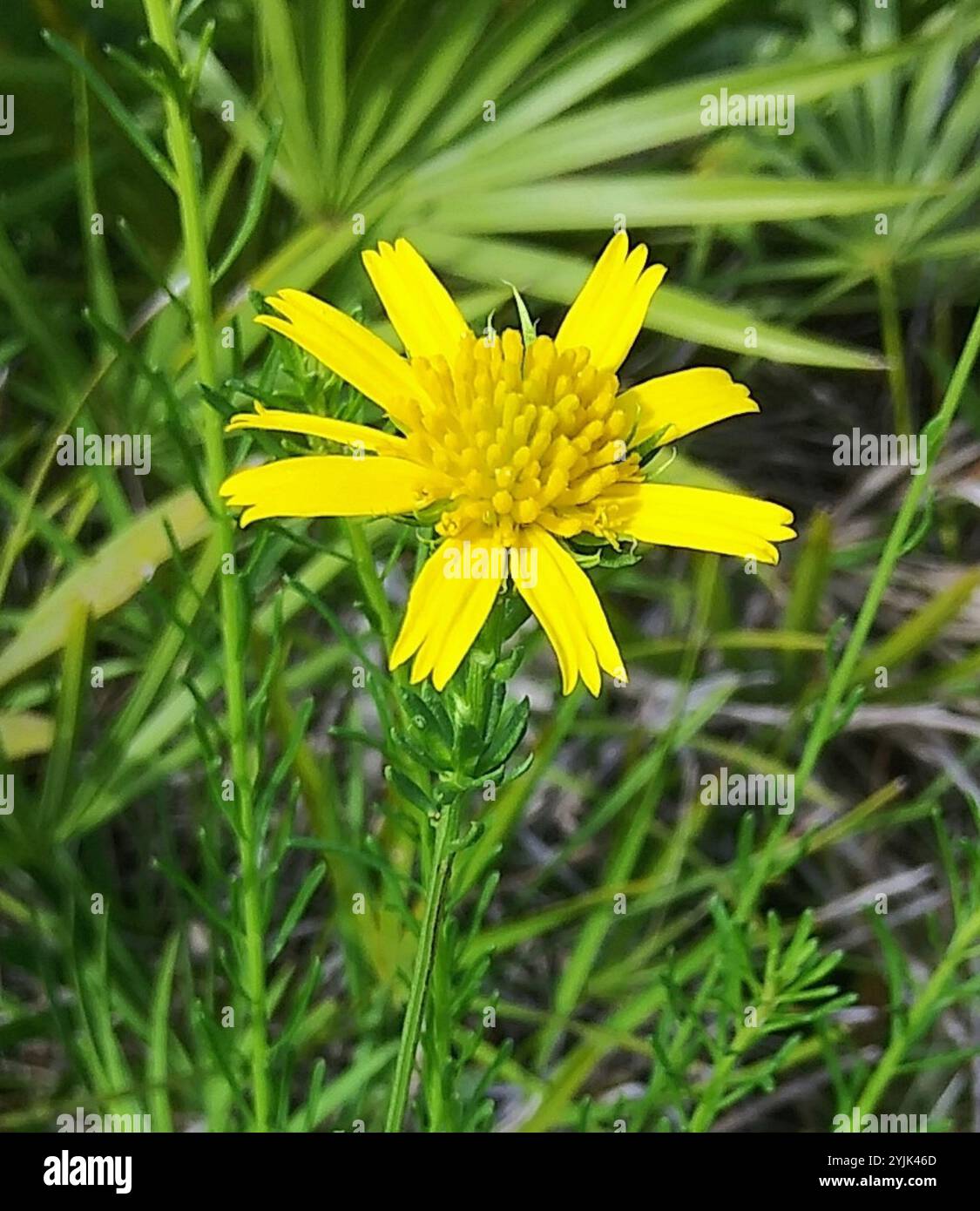 coastal plain honeycombhead (Balduina angustifolia Stock Photo - Alamy