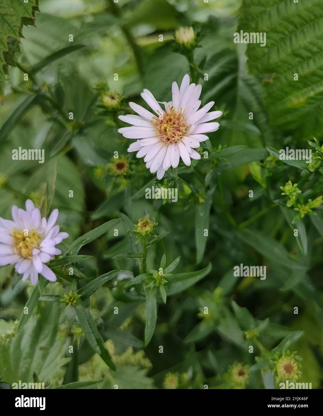 American asters (Symphyotrichum Stock Photo - Alamy