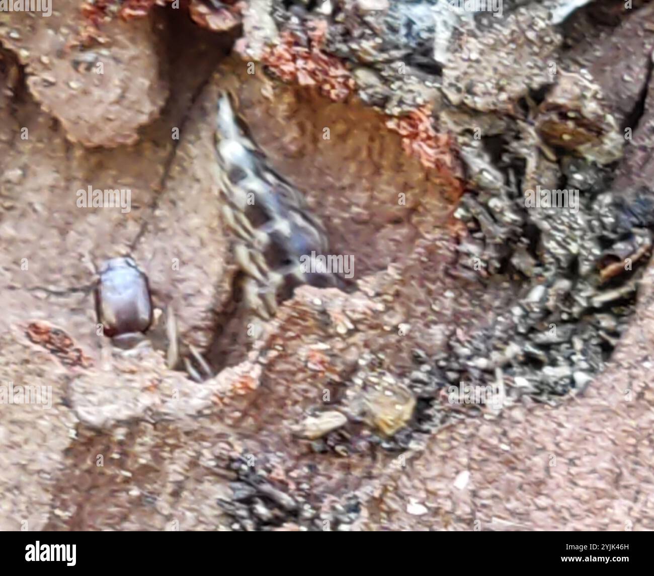 Raphidiid Snakeflies (Raphidiidae Stock Photo - Alamy