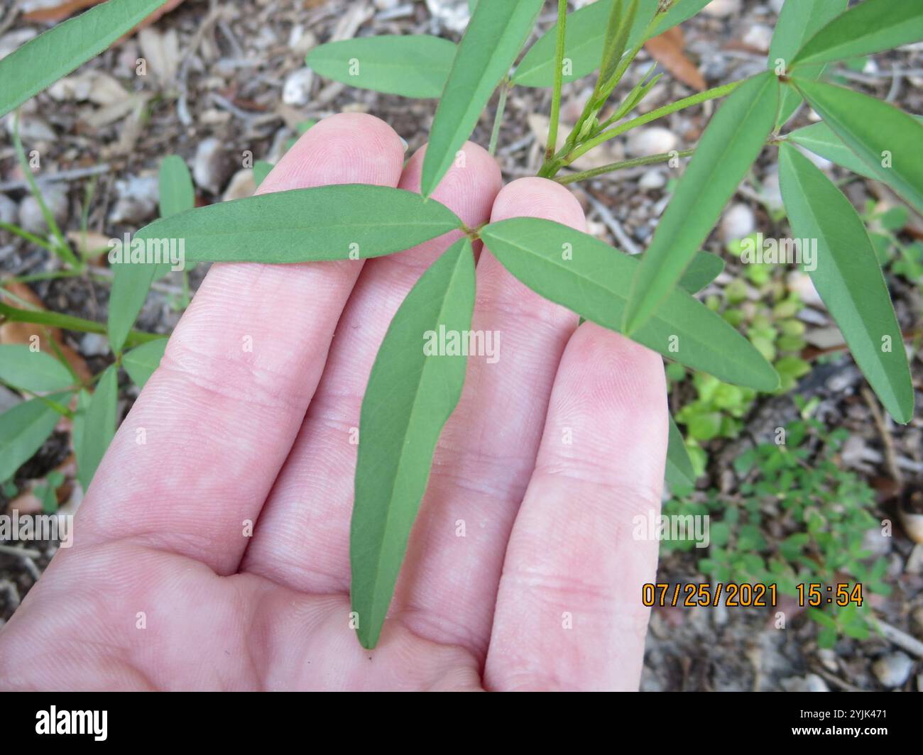 lanceleaf rattlebox (Crotalaria lanceolata Stock Photo - Alamy